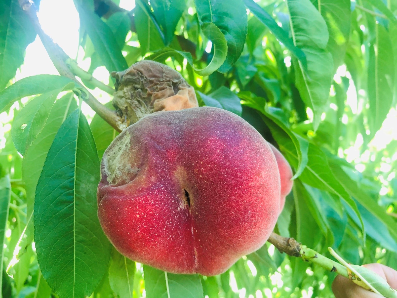 Monilinia en frutales de hueso, ¿Qué es y cómo combatirla?