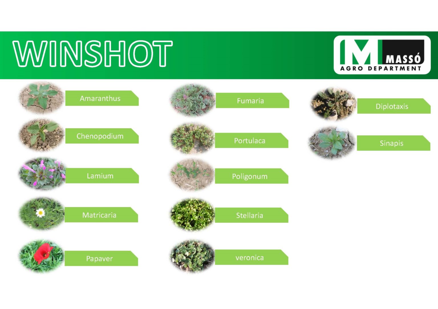 Winshot, el nuevo herbicida de pre-emergencia de Massó